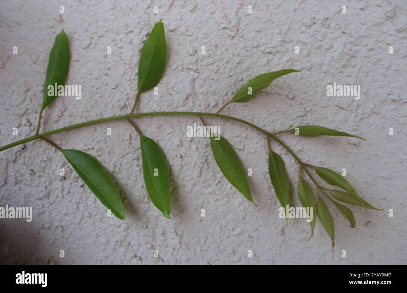 Tree-wisteria (Bolusanthus speciosus) Plantae Stock Photo - Alamy