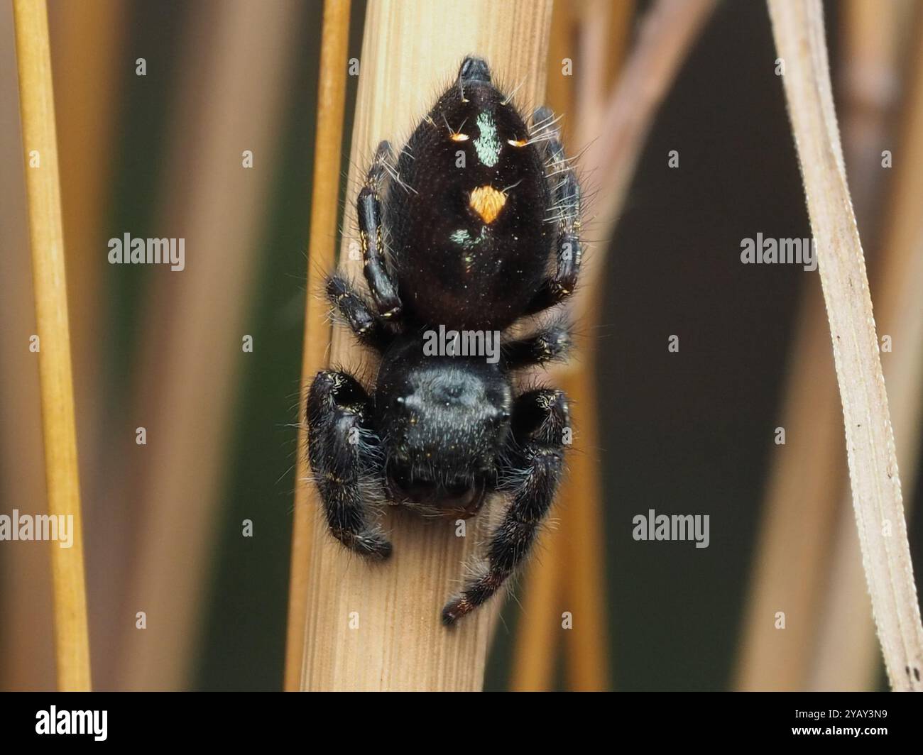 Bold Jumping Spider (Phidippus audax) Arachnida Stock Photo - Alamy