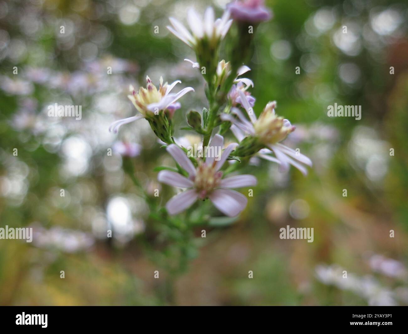 Common Blue Wood Aster (Symphyotrichum cordifolium) Plantae Stock Photo ...
