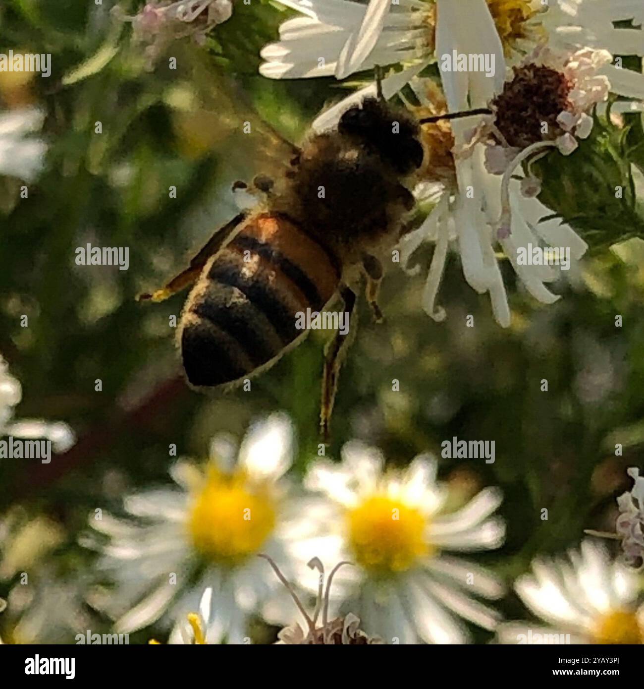 Western Honey Bee (Apis mellifera) Insecta Stock Photo - Alamy