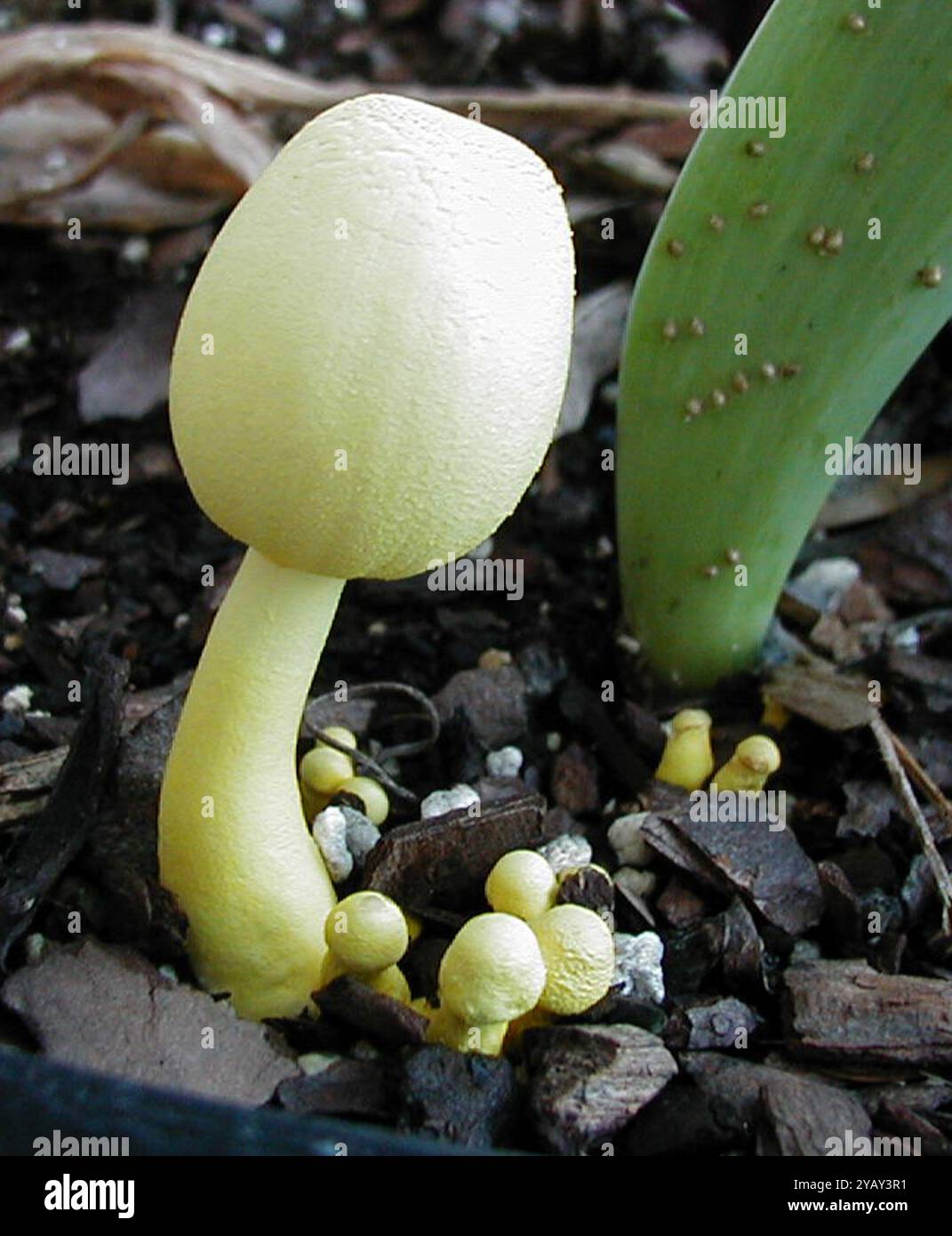 flowerpot parasol (Leucocoprinus birnbaumii) Fungi Stock Photo - Alamy