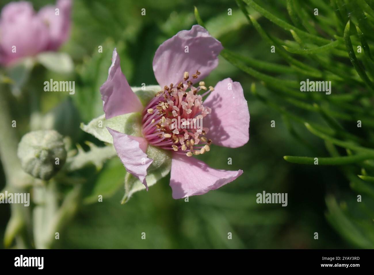 White Bramble (Rubus rigidus) Plantae Stock Photo - Alamy
