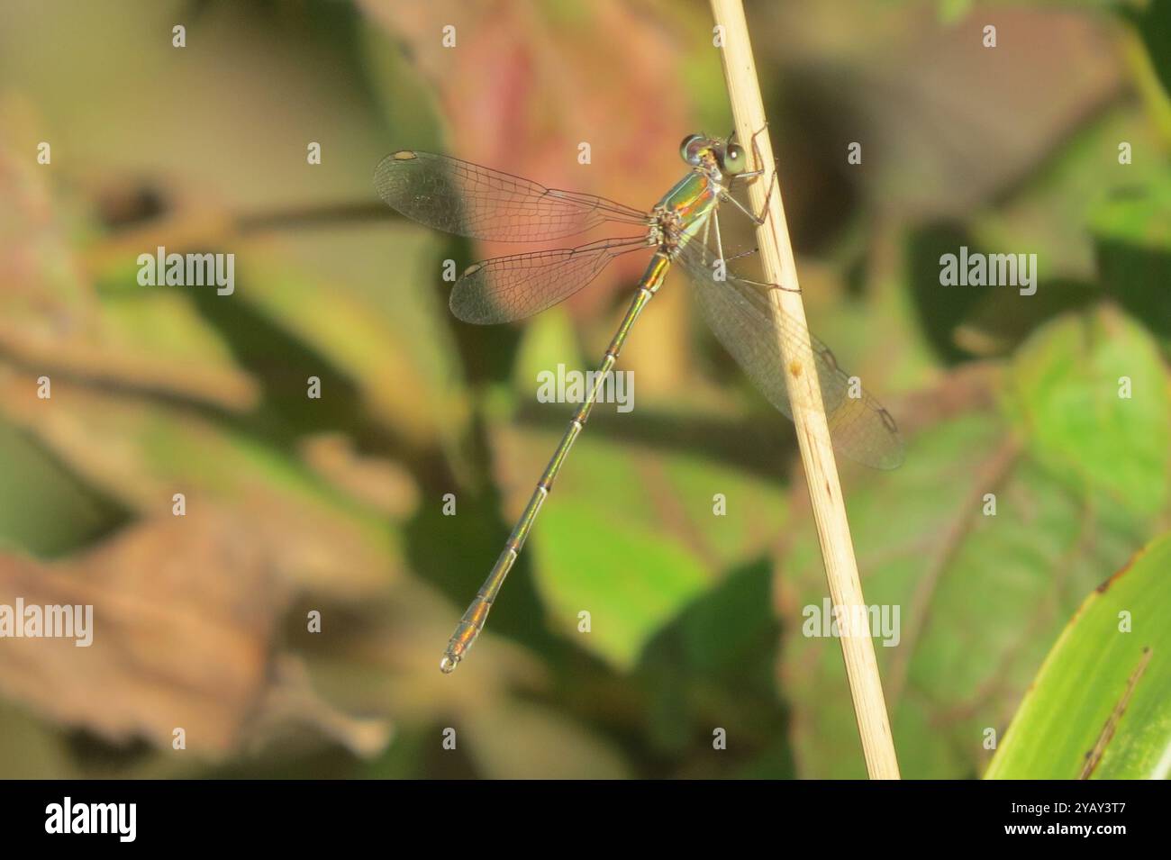 Western Willow Spreadwing (Chalcolestes viridis) Insecta Stock Photo ...