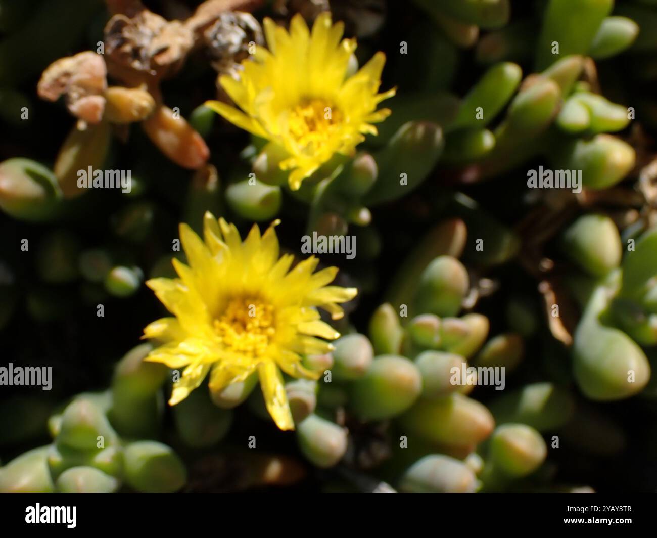 rocky point ice plant (Malephora lutea) Plantae Stock Photo - Alamy