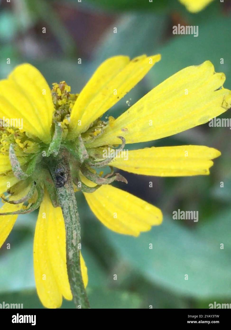 common sneezeweed (Helenium autumnale) Plantae Stock Photo - Alamy