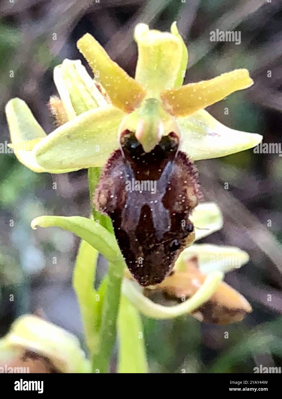 Early Spider-orchid (Ophrys sphegodes) Plantae Stock Photo - Alamy