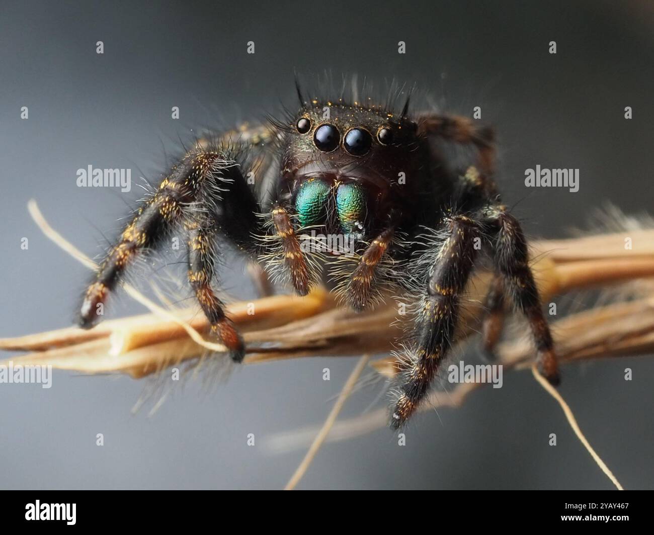 Bold Jumping Spider (Phidippus audax) Arachnida Stock Photo - Alamy
