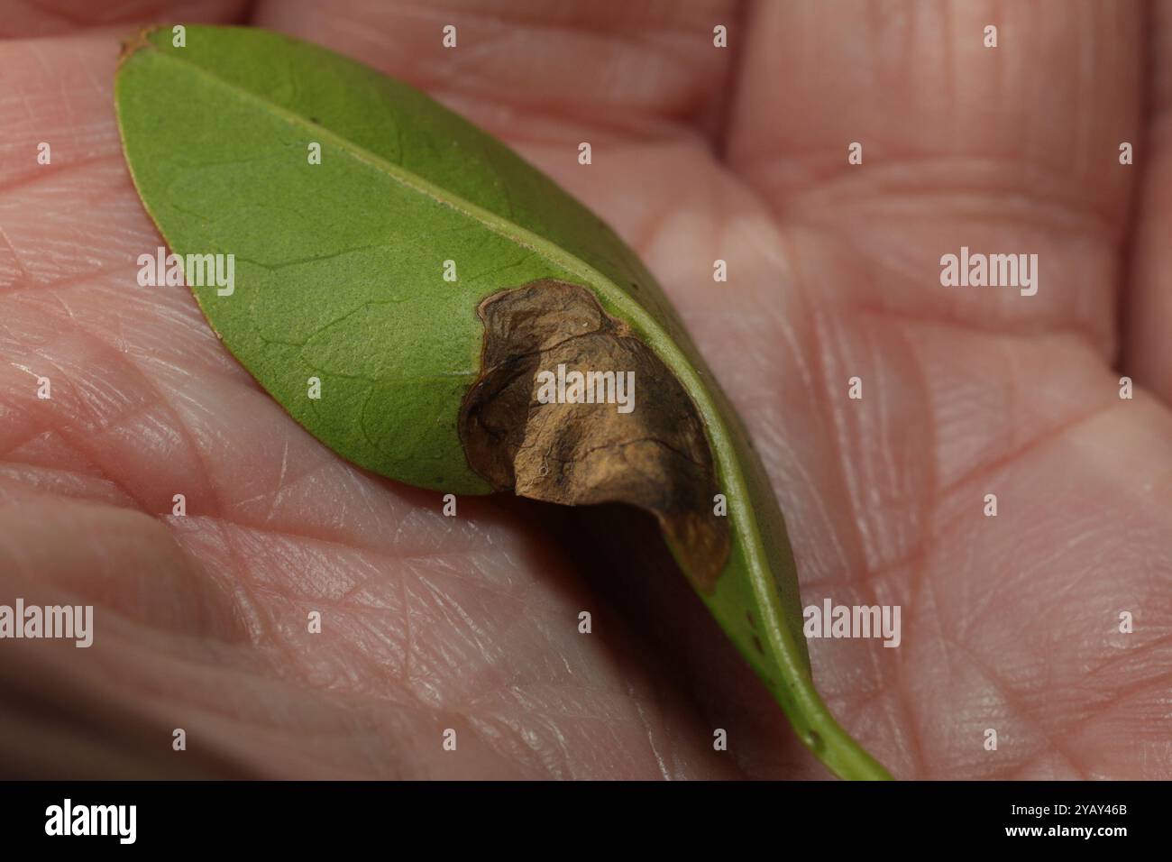 Lilac Leafminer Moth (Gracillaria syringella) Insecta Stock Photo - Alamy