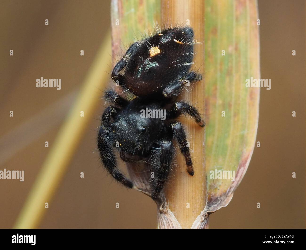Bold Jumping Spider (Phidippus audax) Arachnida Stock Photo - Alamy