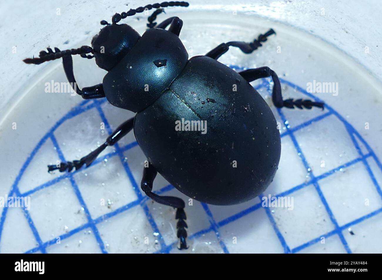 Bloody-nosed Beetle (Timarcha tenebricosa) Insecta Stock Photo - Alamy