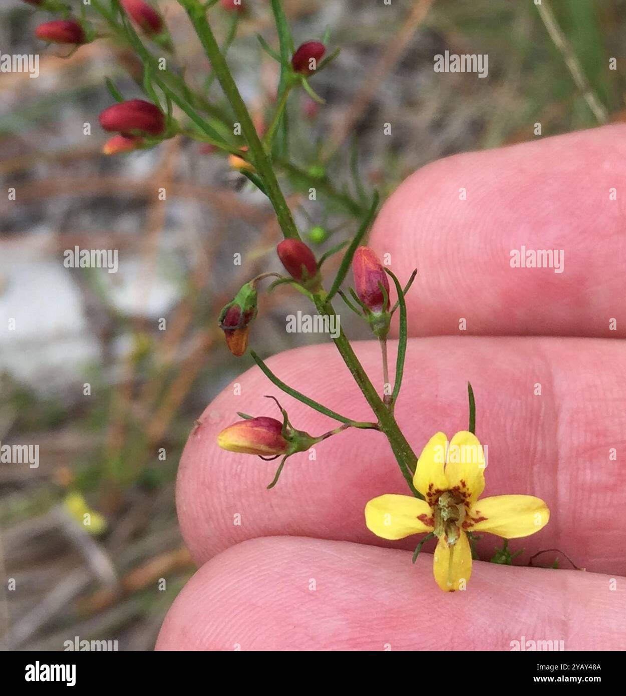 Yaupon Blacksenna (Seymeria cassioides) Plantae Stock Photo - Alamy