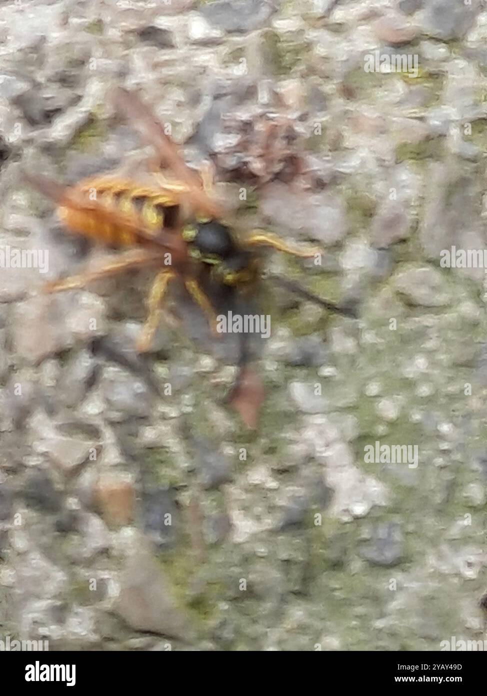 Ground Yellowjackets (Vespula) Insecta Stock Photo - Alamy