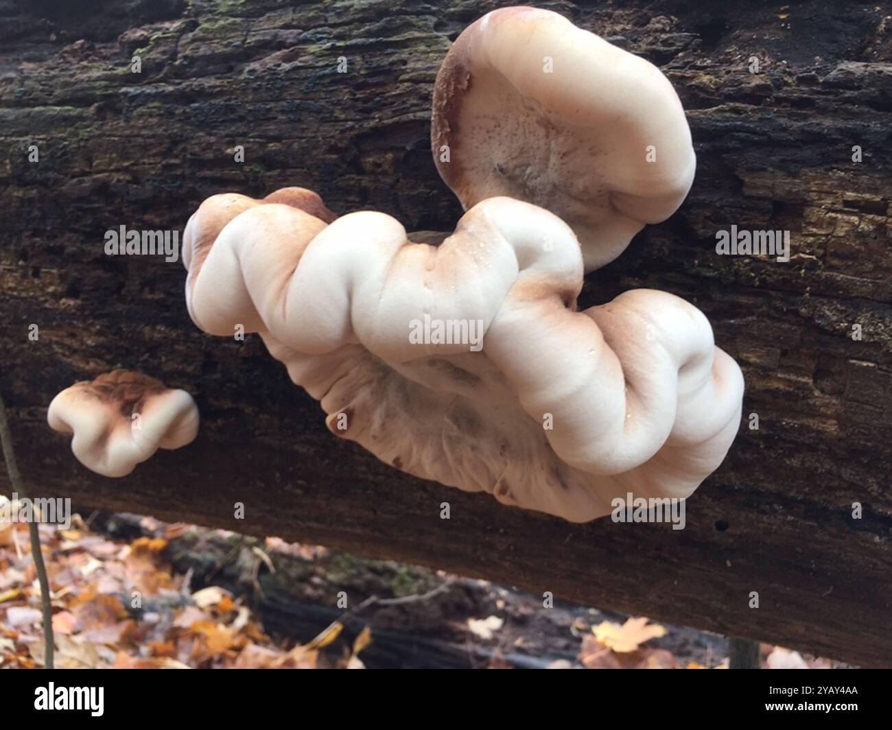 Resinous Polypore (Ischnoderma resinosum) Fungi Stock Photo - Alamy