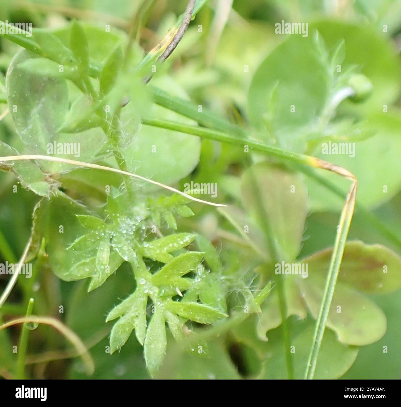 Common Cotula (Cotula australis) Plantae Stock Photo - Alamy
