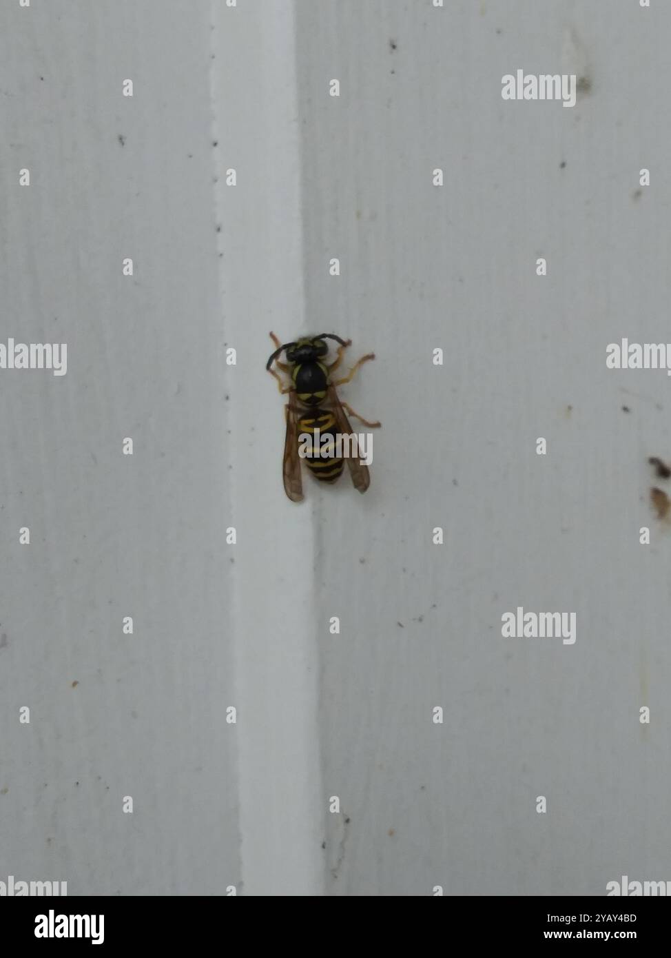 Eastern Yellowjacket (Vespula maculifrons) Insecta Stock Photo - Alamy