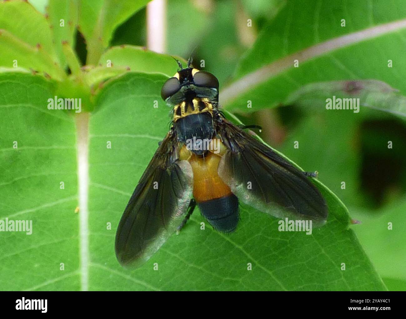 Feather legged fly trichopoda pennipes hi-res stock photography and ...