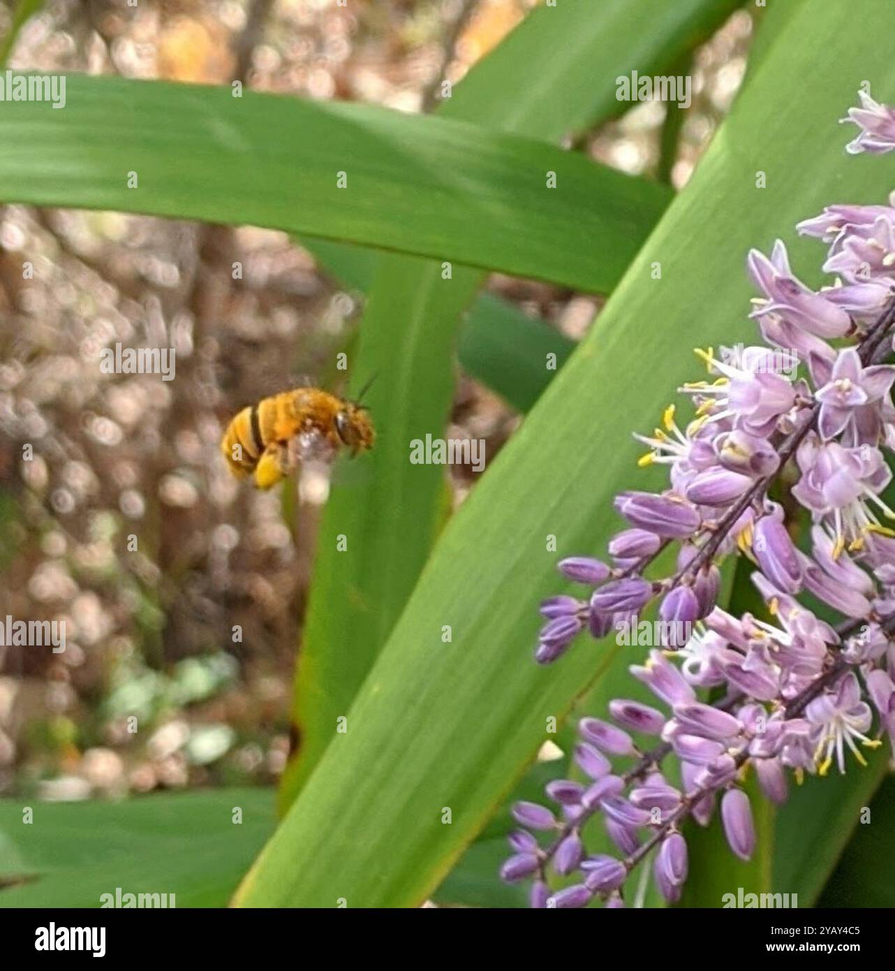 Teddy Bear Bee (Amegilla bombiformis) Insecta Stock Photo - Alamy