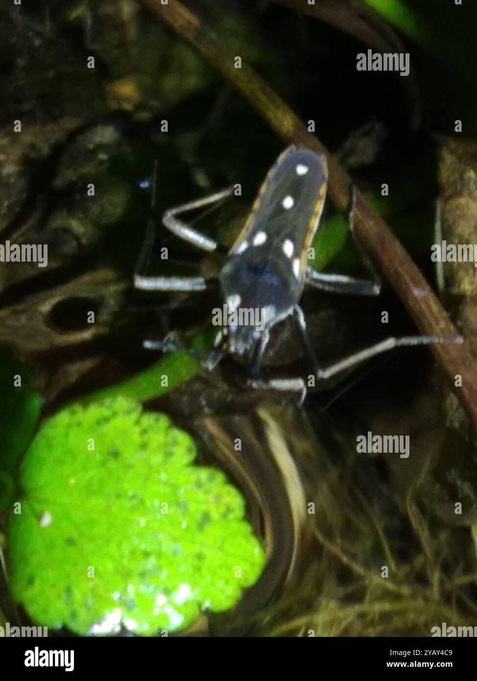 Water Crickets (Velia) Insecta Stock Photo - Alamy