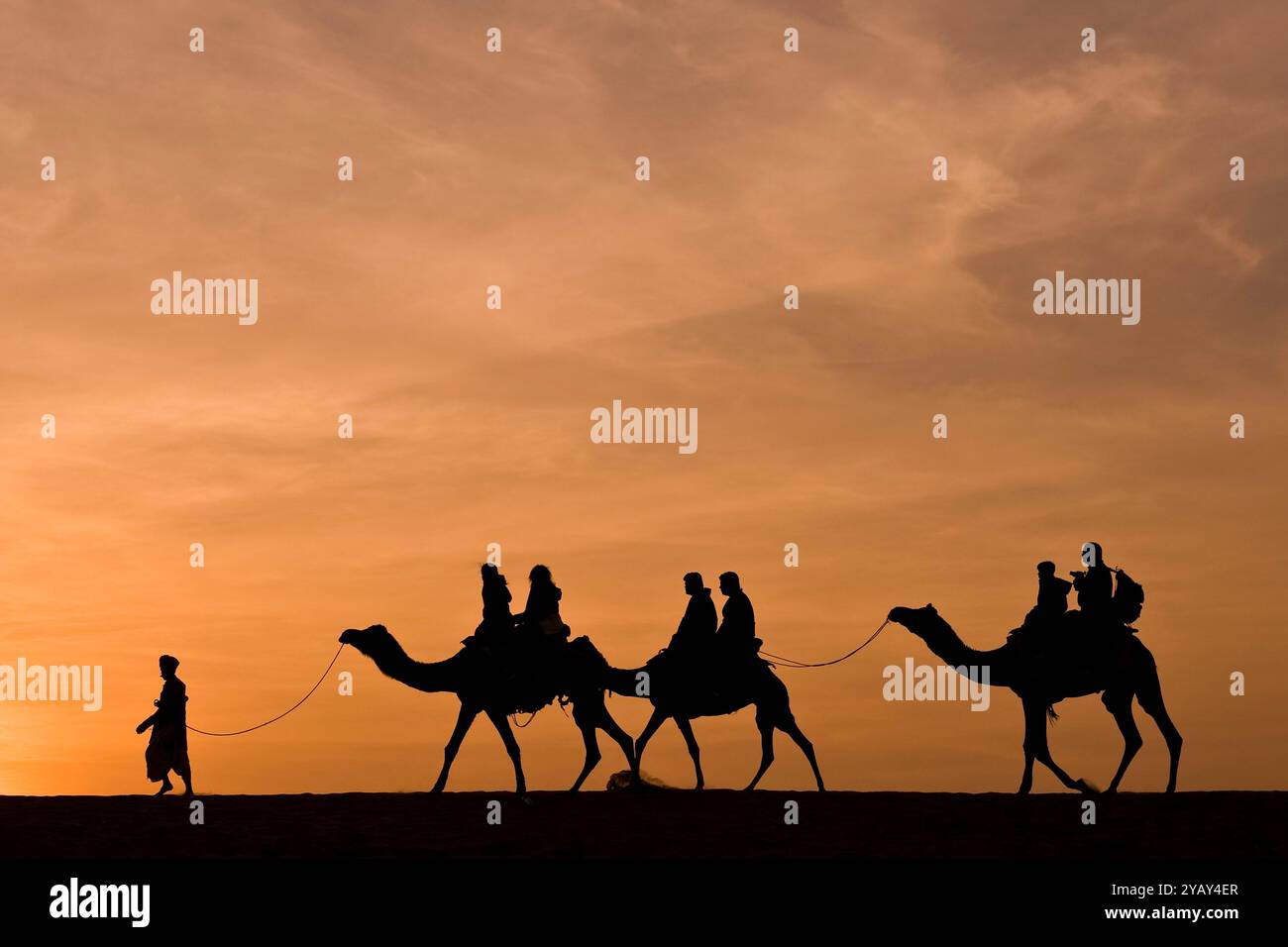 India, Rajasthan, Jaisalmer, Camel Ride, sunset Stock Photo - Alamy
