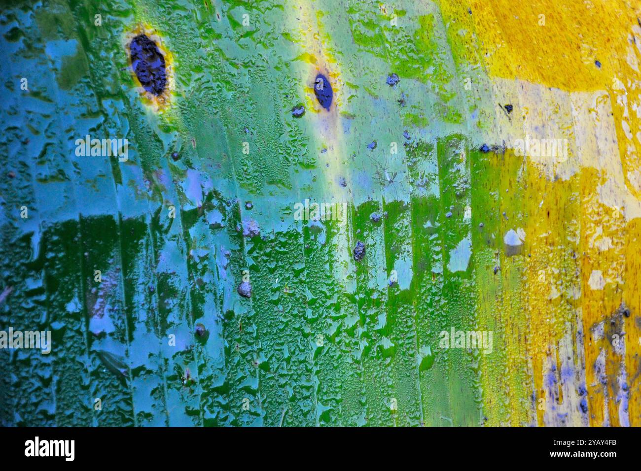 India, Arunachal Pradesh, Tirap region, banana leaf Stock Photo - Alamy