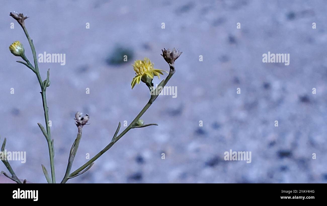prairie broomweed (Amphiachyris dracunculoides) Plantae Stock Photo - Alamy