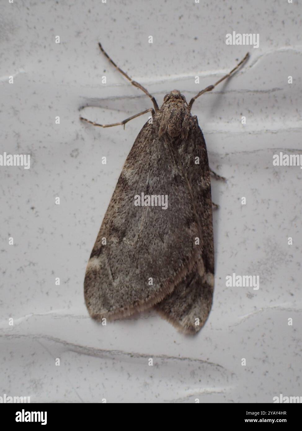 Fall Cankerworm Moth (Alsophila pometaria) Insecta Stock Photo - Alamy