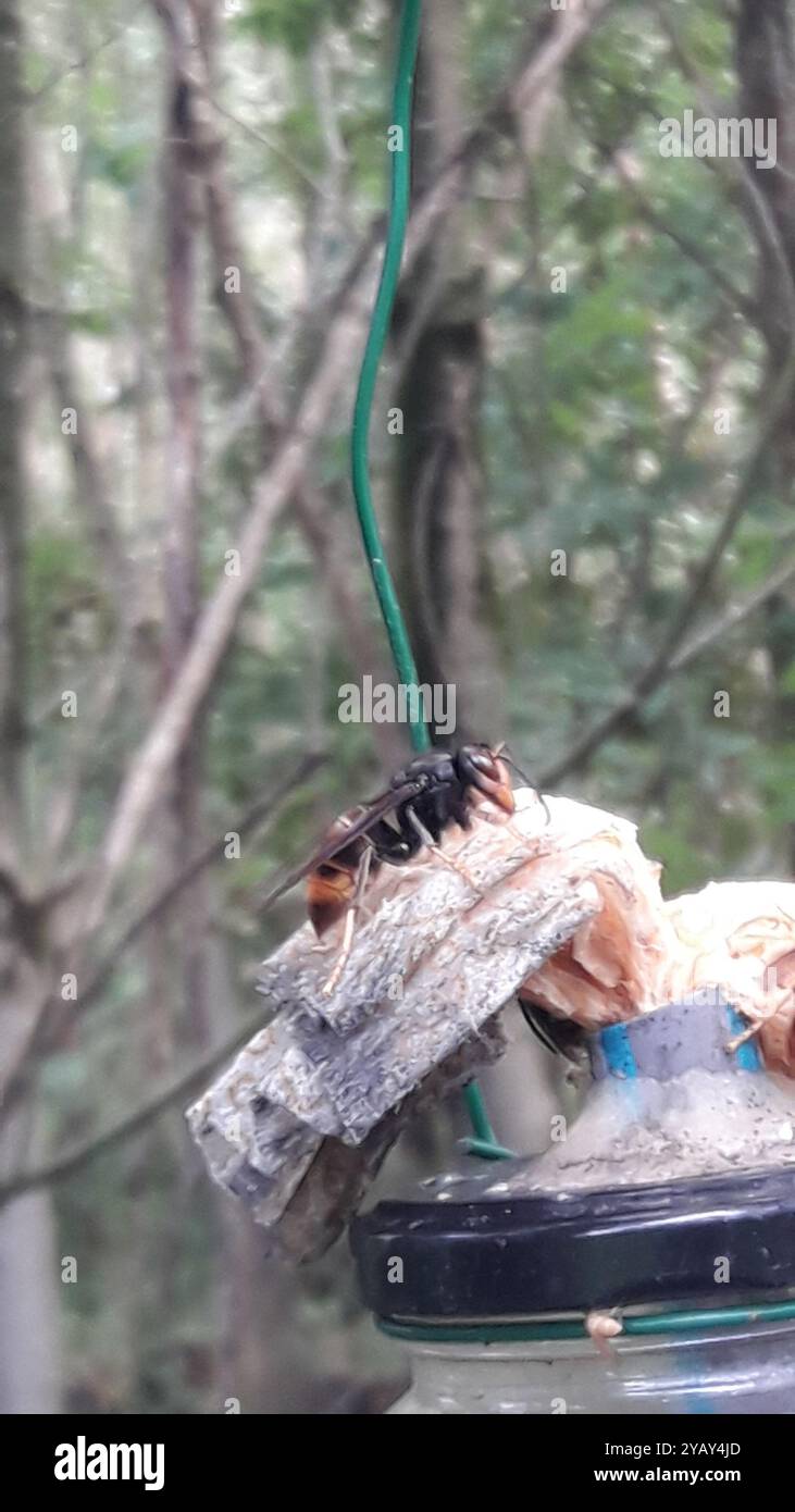 Yellow-legged Hornet (Vespa velutina) Insecta Stock Photo - Alamy