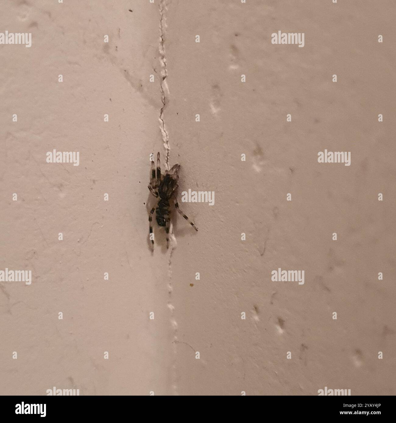 White-tailed Spiders (Lampona) Arachnida Stock Photo - Alamy