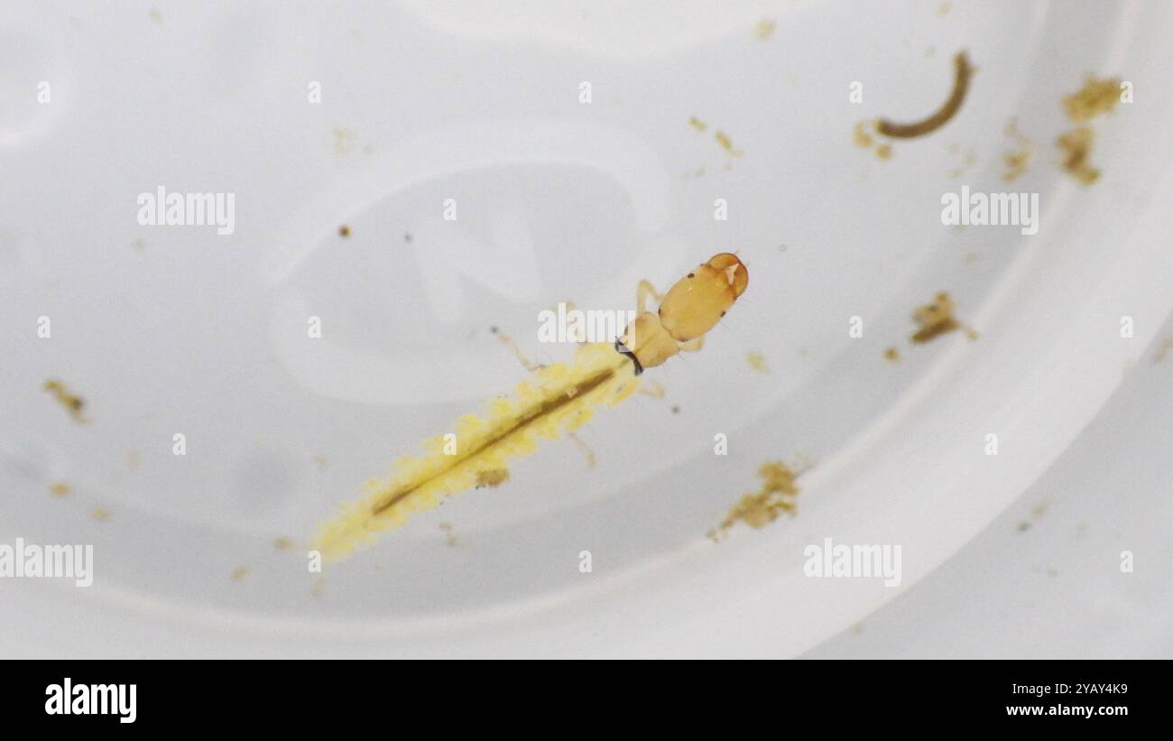 Little Black Caddisflies (Chimarra) Insecta Stock Photo - Alamy