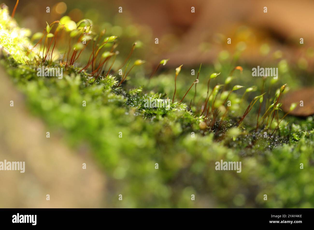 Clustered Feather-moss (Rhynchostegium confertum) Plantae Stock Photo ...