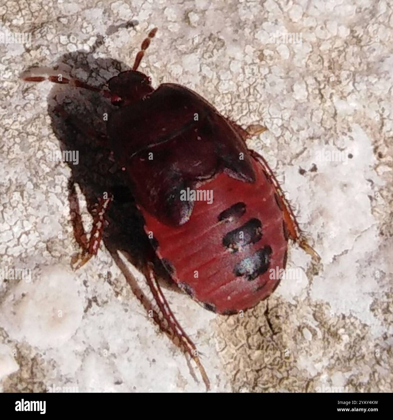 Black burrowing bug (Cydnus aterrimus) Insecta Stock Photo - Alamy