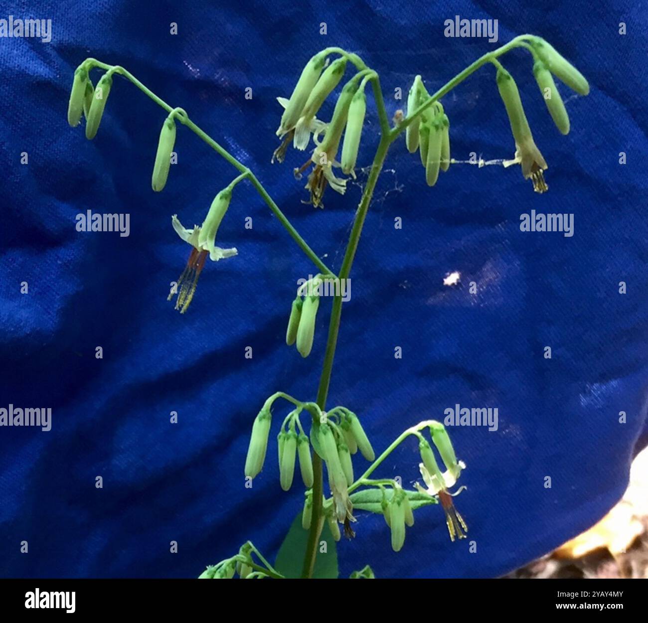 tall rattlesnake root (Nabalus altissimus) Plantae Stock Photo - Alamy
