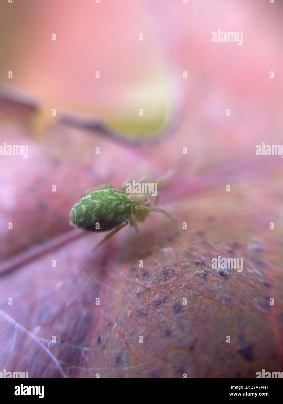 Green Meshweaver (Nigma walckenaeri) Arachnida Stock Photo - Alamy