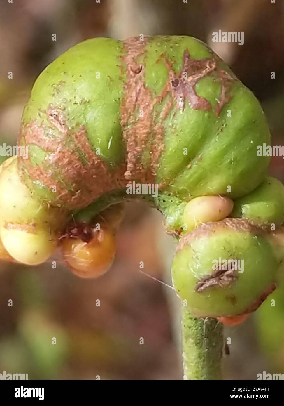 Blueberry Stem Gall Wasp (Hemadas nubilipennis) Insecta Stock Photo - Alamy