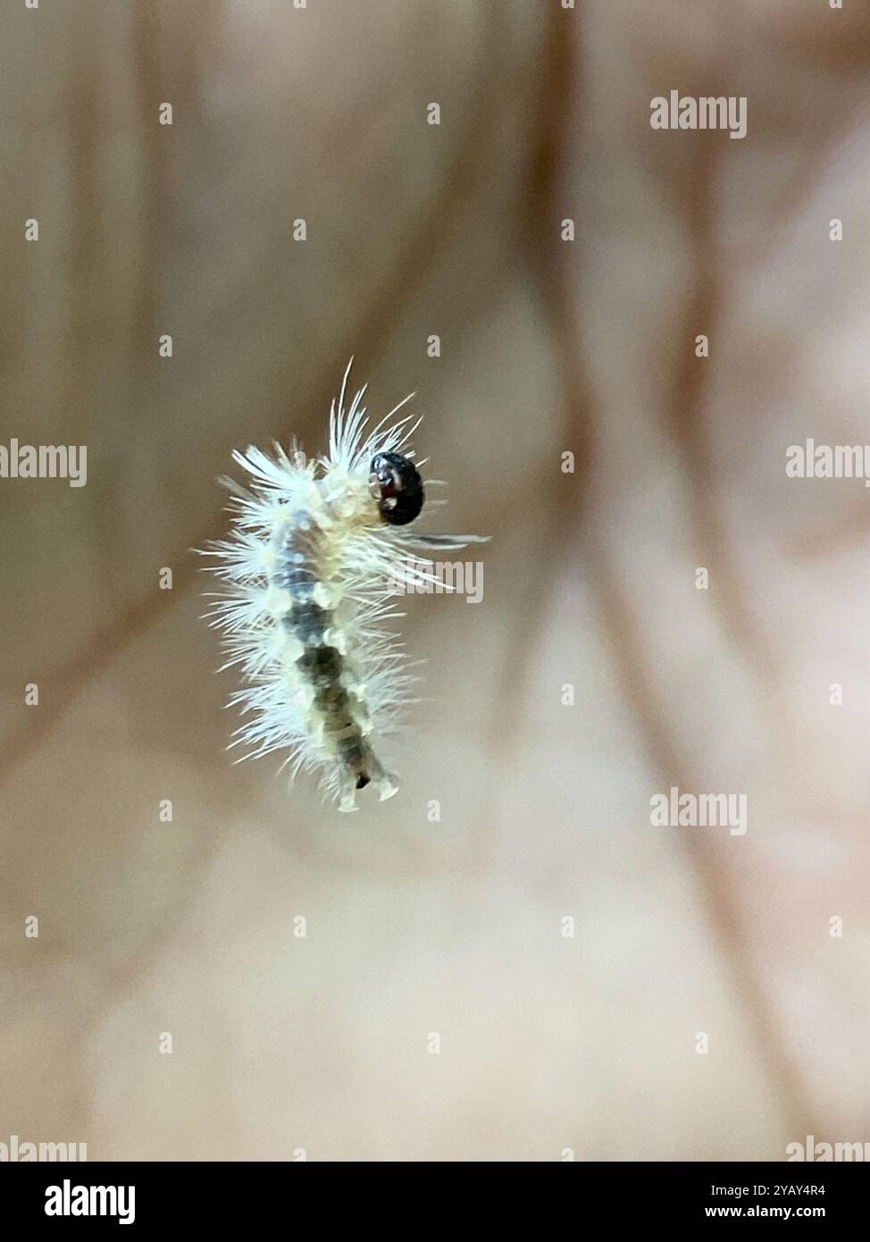 Banded Tussock Moth (Halysidota tessellaris) Insecta Stock Photo - Alamy