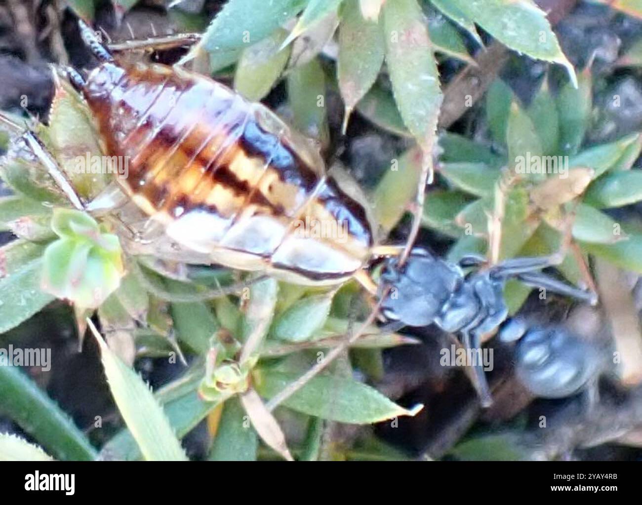 Cockroaches and Termites (Blattodea) Insecta Stock Photo - Alamy