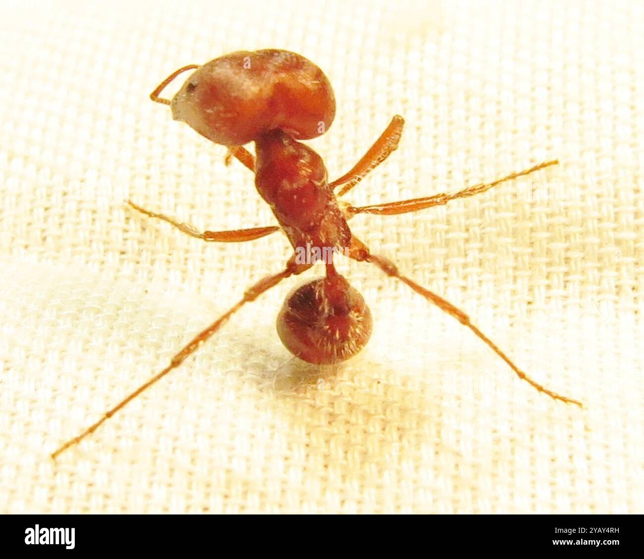 Florida Harvester Ant (Pogonomyrmex badius) Insecta Stock Photo - Alamy