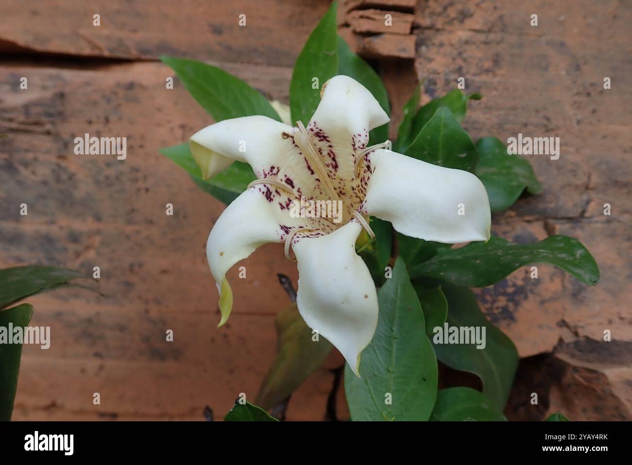 Gardenia rothmannia hi-res stock photography and images - Alamy