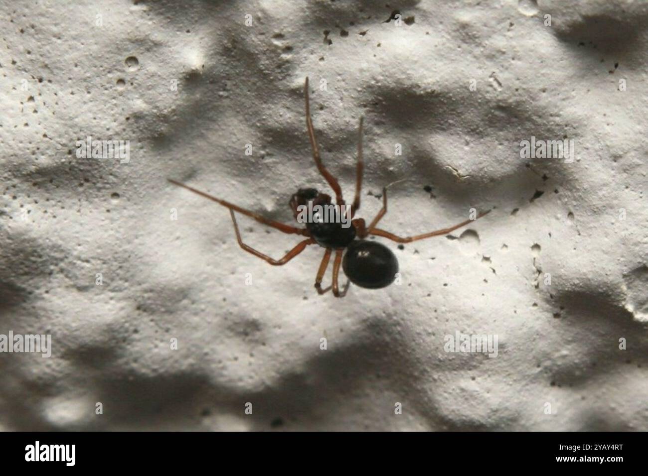 Sheetweb and Dwarf Weavers (Linyphiidae) Arachnida Stock Photo - Alamy