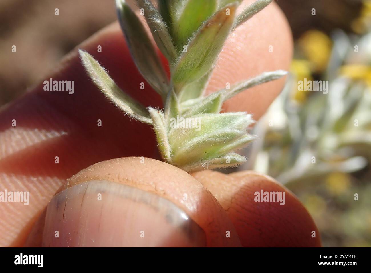 Highveld Curryflower (Lasiosiphon canoargenteus) Plantae Stock Photo ...