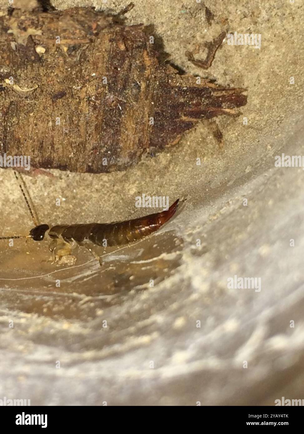 Ring legged earwig hi-res stock photography and images - Alamy