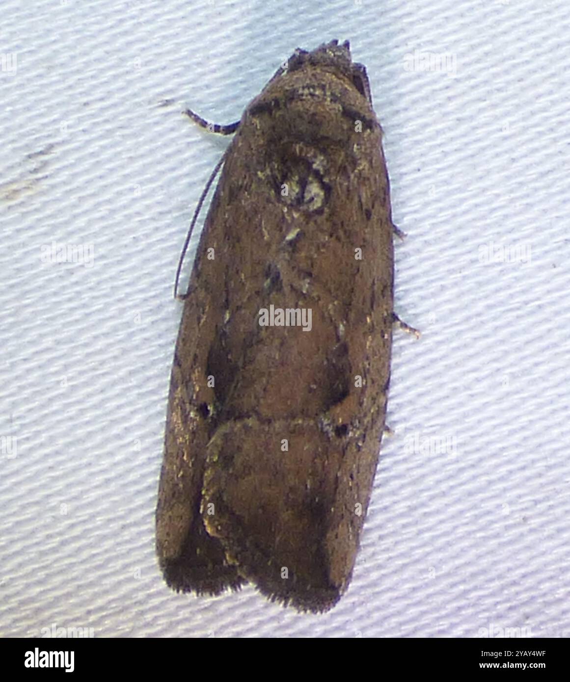 Sugarcane Midget (Elaphria nucicolora) Insecta Stock Photo - Alamy