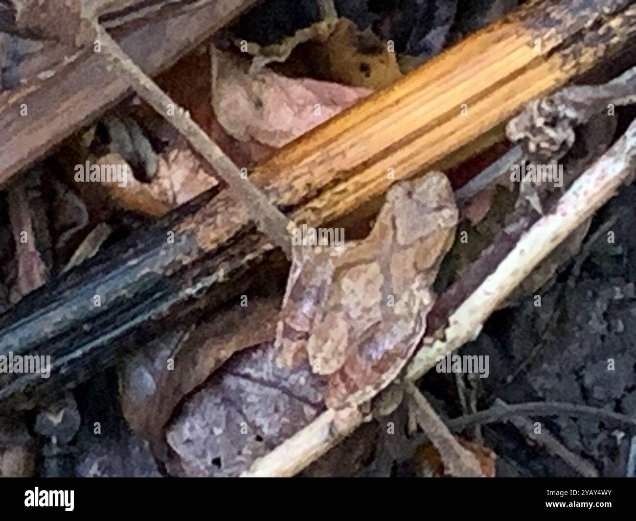 Spring Peeper (Pseudacris crucifer) Amphibia Stock Photo - Alamy