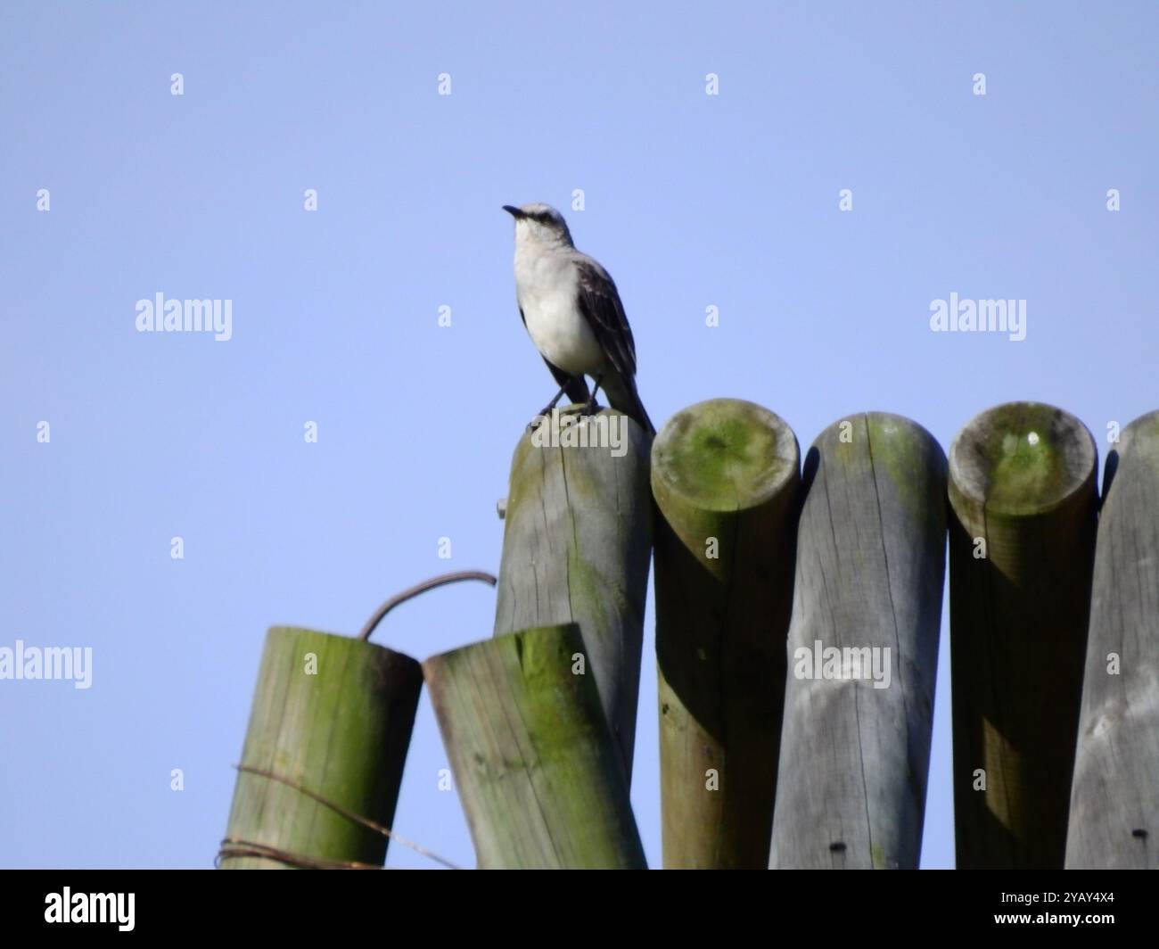Tropical Mockingbird (Mimus gilvus) Aves Stock Photo - Alamy