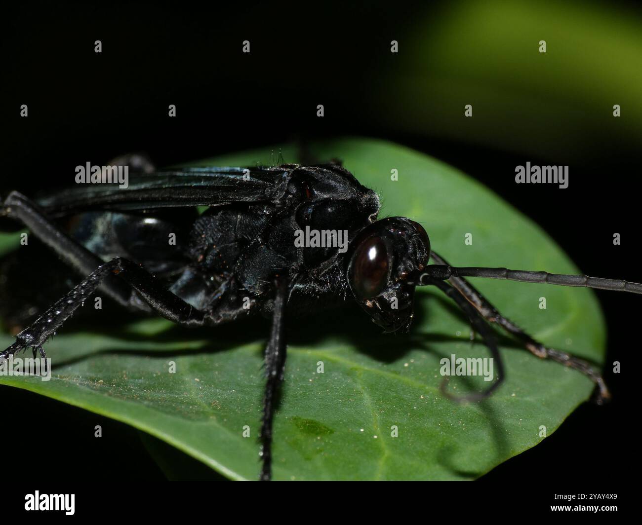 Spider Wasps (Pompilidae) Insecta Stock Photo - Alamy