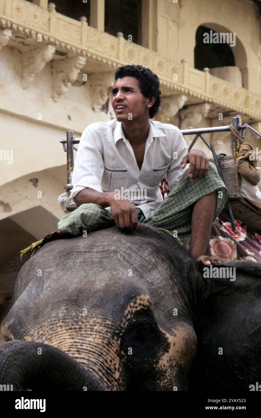 Jaipur, elephant driver Stock Photo - Alamy