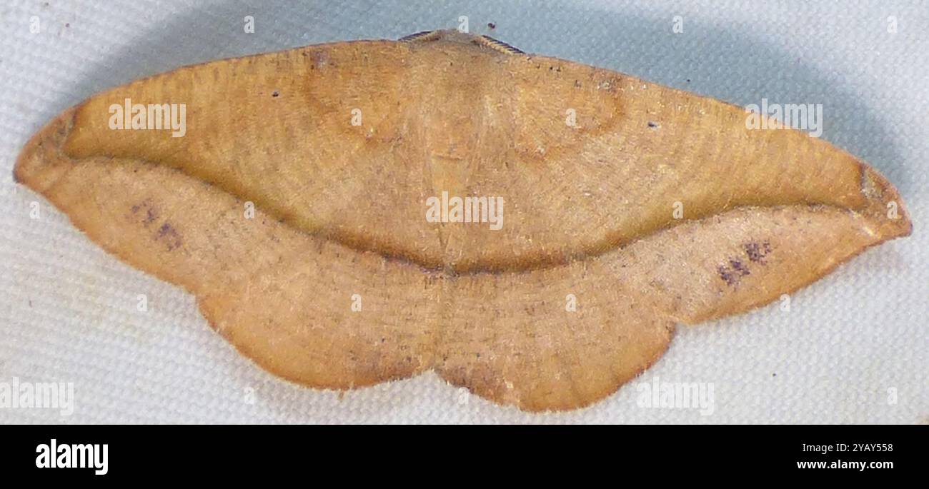 Juniper Geometer Moth (Patalene olyzonaria) Insecta Stock Photo - Alamy
