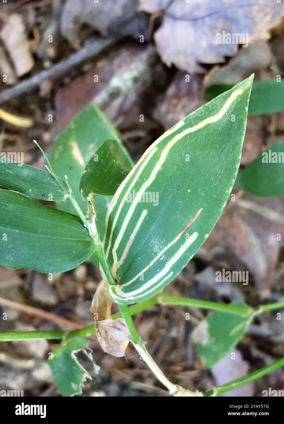 Grass Sheathminer Fly (Cerodontha dorsalis) Insecta Stock Photo - Alamy