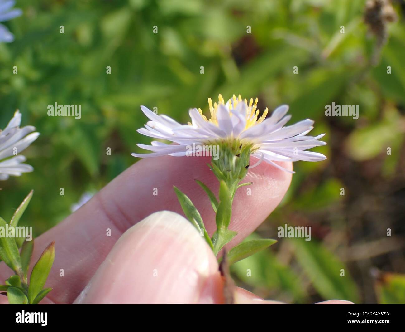 New York aster (Symphyotrichum novi-belgii) Plantae Stock Photo - Alamy