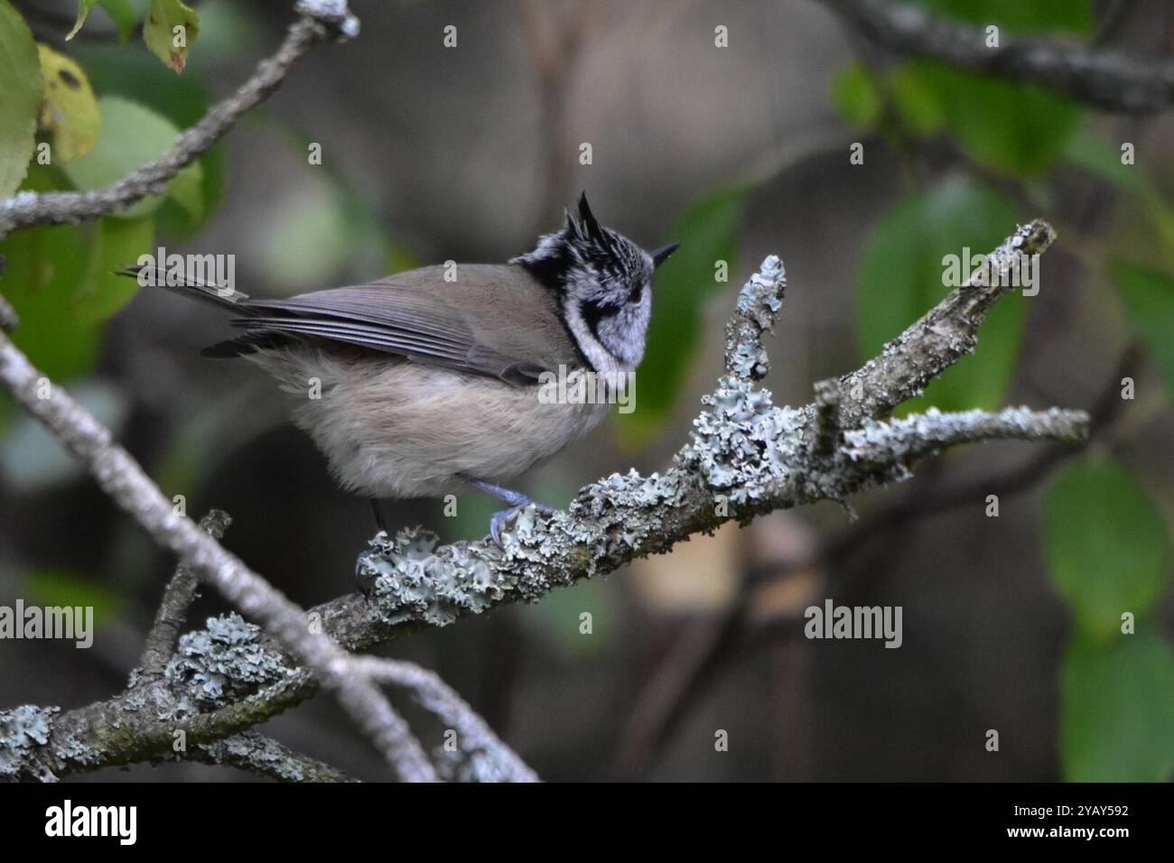 Crested Tit (Lophophanes cristatus) Aves Stock Photo - Alamy